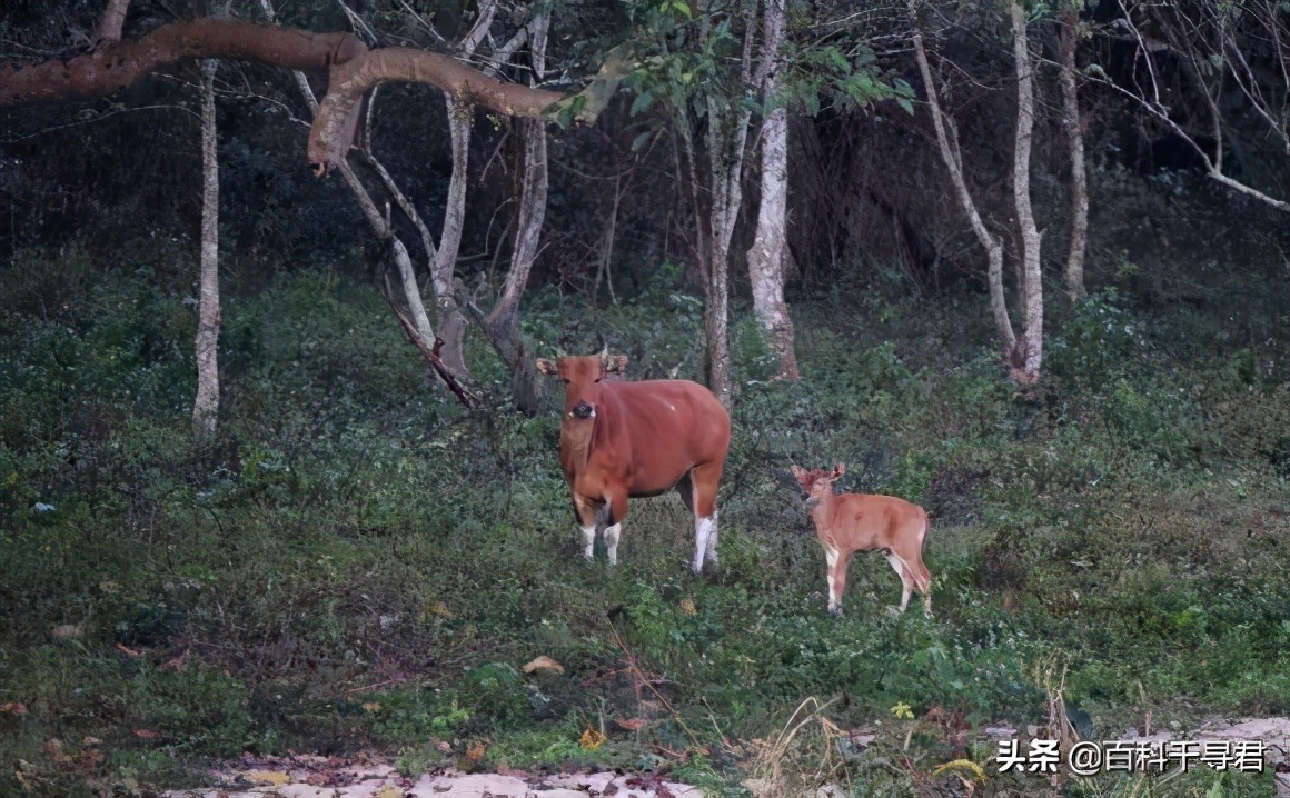 The year of the ox says ox: is there still white-rumped bison in China ...
