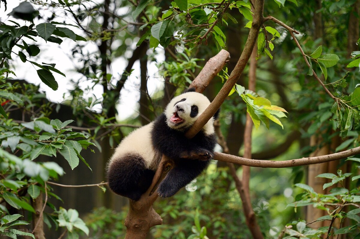 The giant panda is downgraded, can the status of "national treasure" be ...