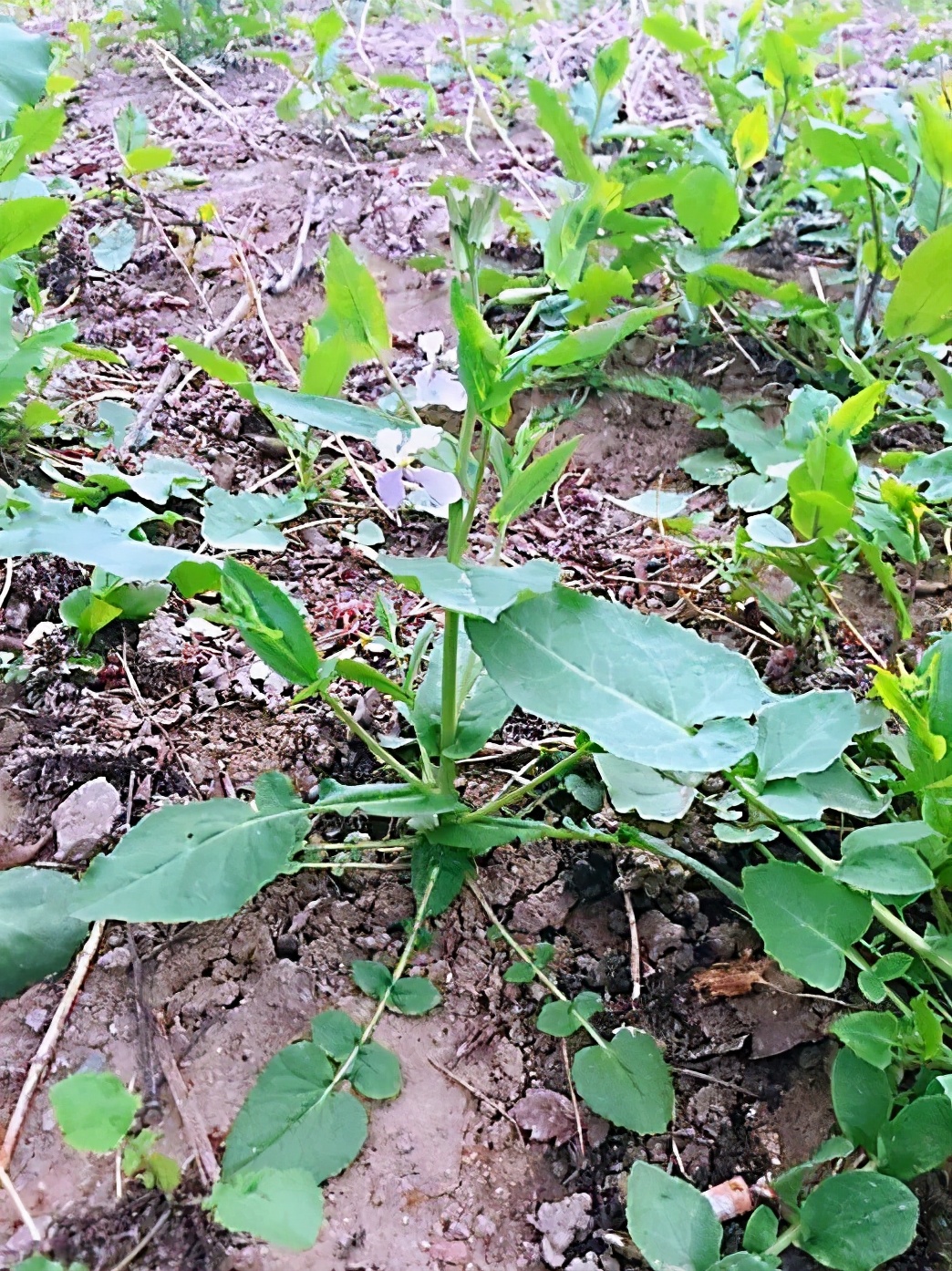 The "glen flower" that surpasses hundreds of flowers, creeps and grows ...