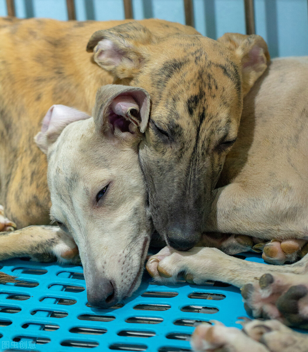 In the myth, Erlang sits down on the beast, and the ancient majestic ...