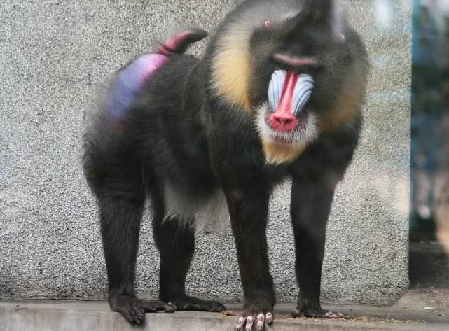 As the saying goes, "I would rather meet a jackal than a mandrill ...