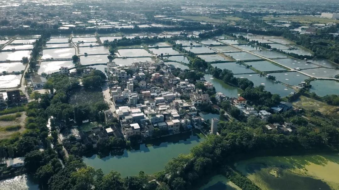 No money and no power, university teachers transform Shunde's deserted ...
