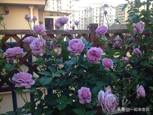 There are 4 fears of the blue storm rose, avoid it in time, the ...