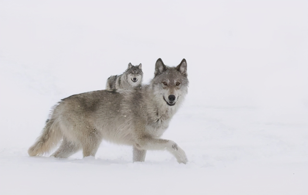 Why don't wolves eat babies, but raise them?The reason is related to ...