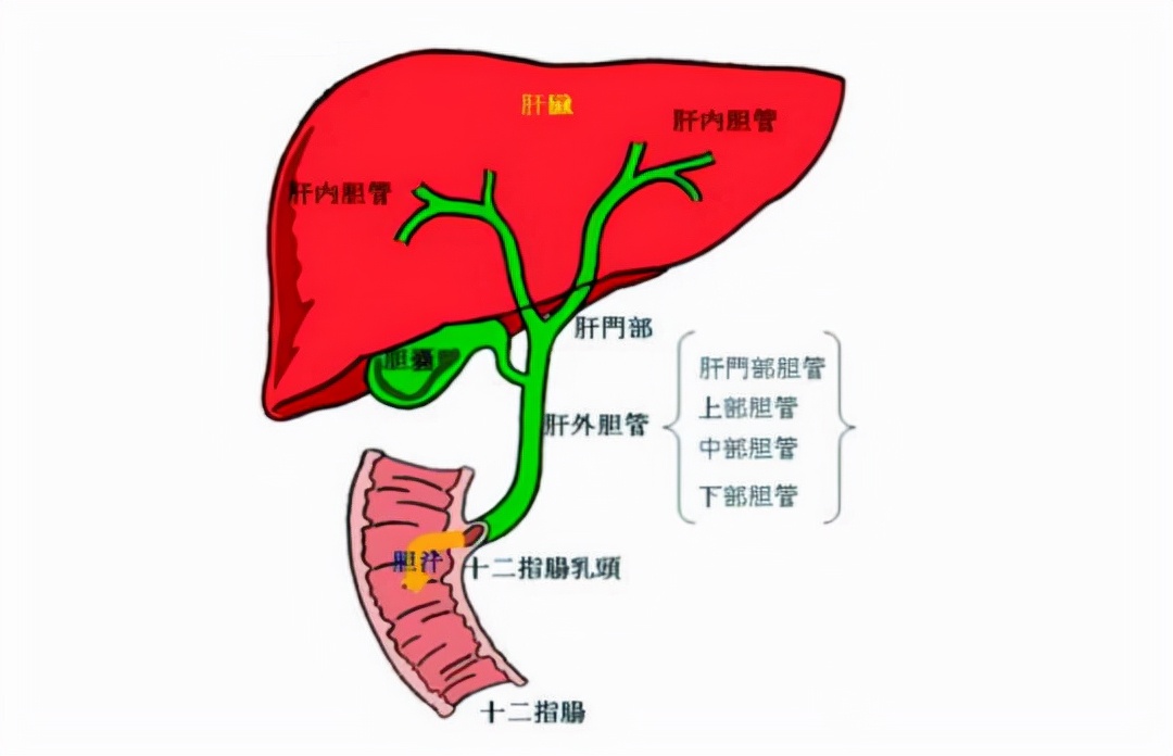 It is the most useless organ of the human body. It hurts and kills ...