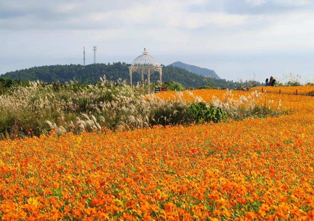 Live up to every autumn︱The Cosmos Strategy of Jeju Island, Jeju is so ...