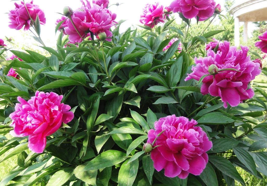 How to raise potted peony?There are 3 small tips to bloom smoothly and ...