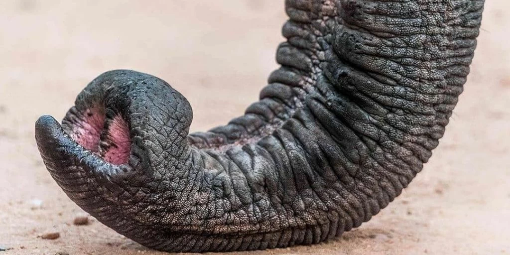 Elephant trunk is more than a nose, let's see the correct way to open ...