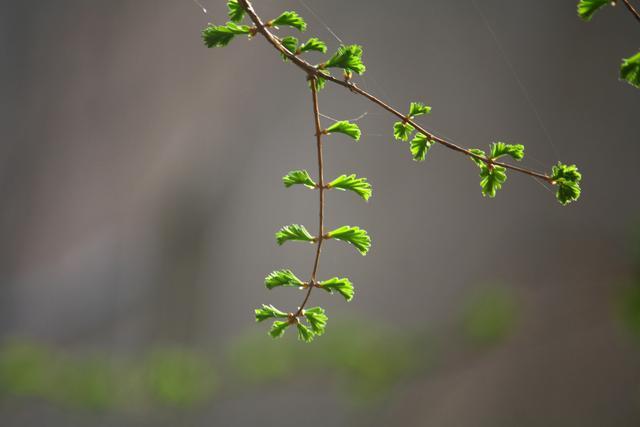 Prose: Spring is not wrong, people live up to spring - iNEWS