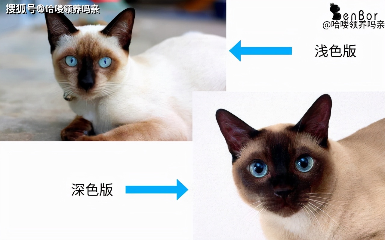 Cat Chameleon: Why does Siamese cat change color?This is the most ...