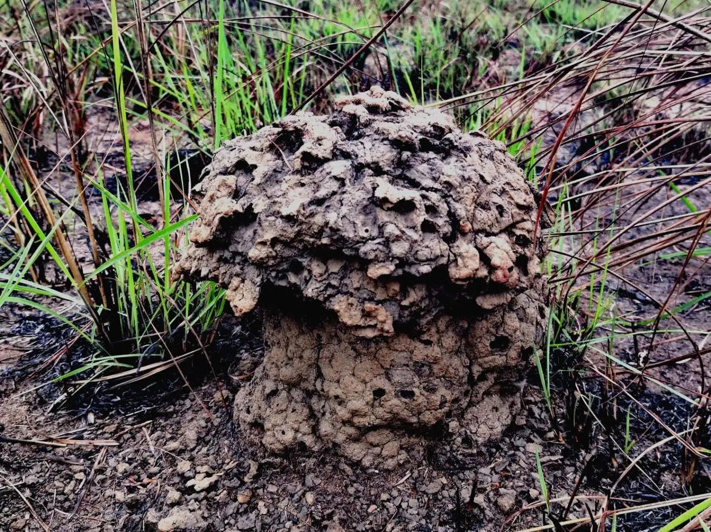 Ant's "Mansion" and "Palace" - iNEWS