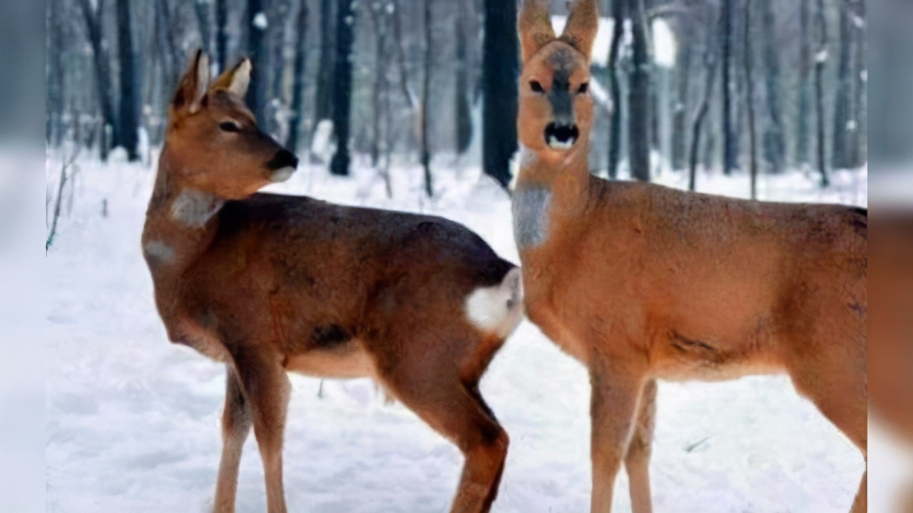 How stupid is a silly roe deer? Why are such silly animals not extinct ...