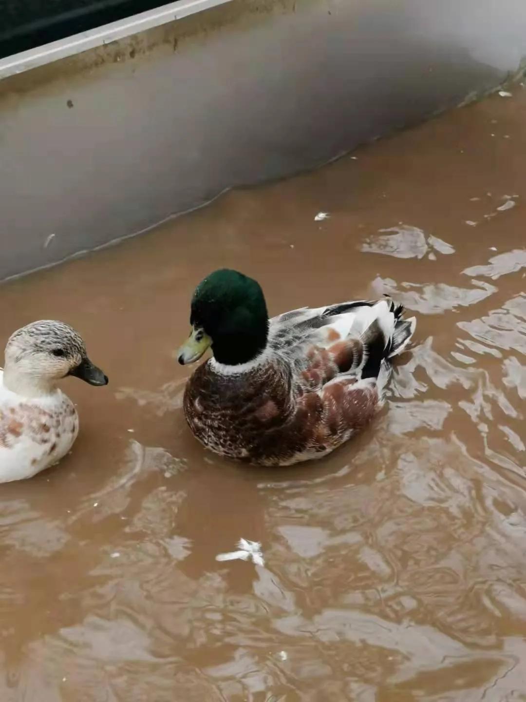 Cole Duck, little called Duck - iNEWS