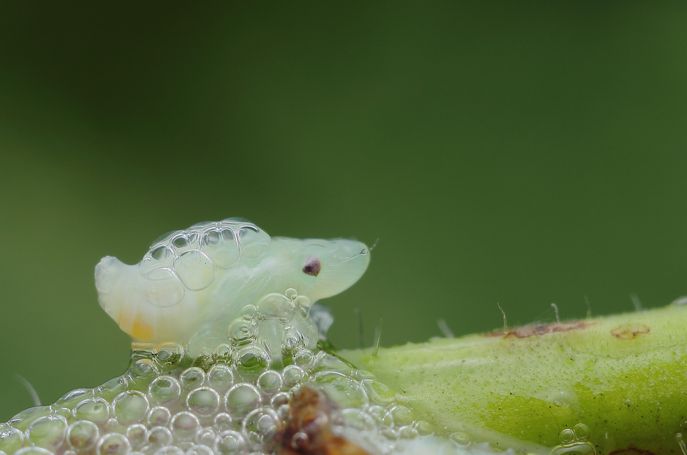 The "white momo" on the plant leaves, the old rural people say it is ...