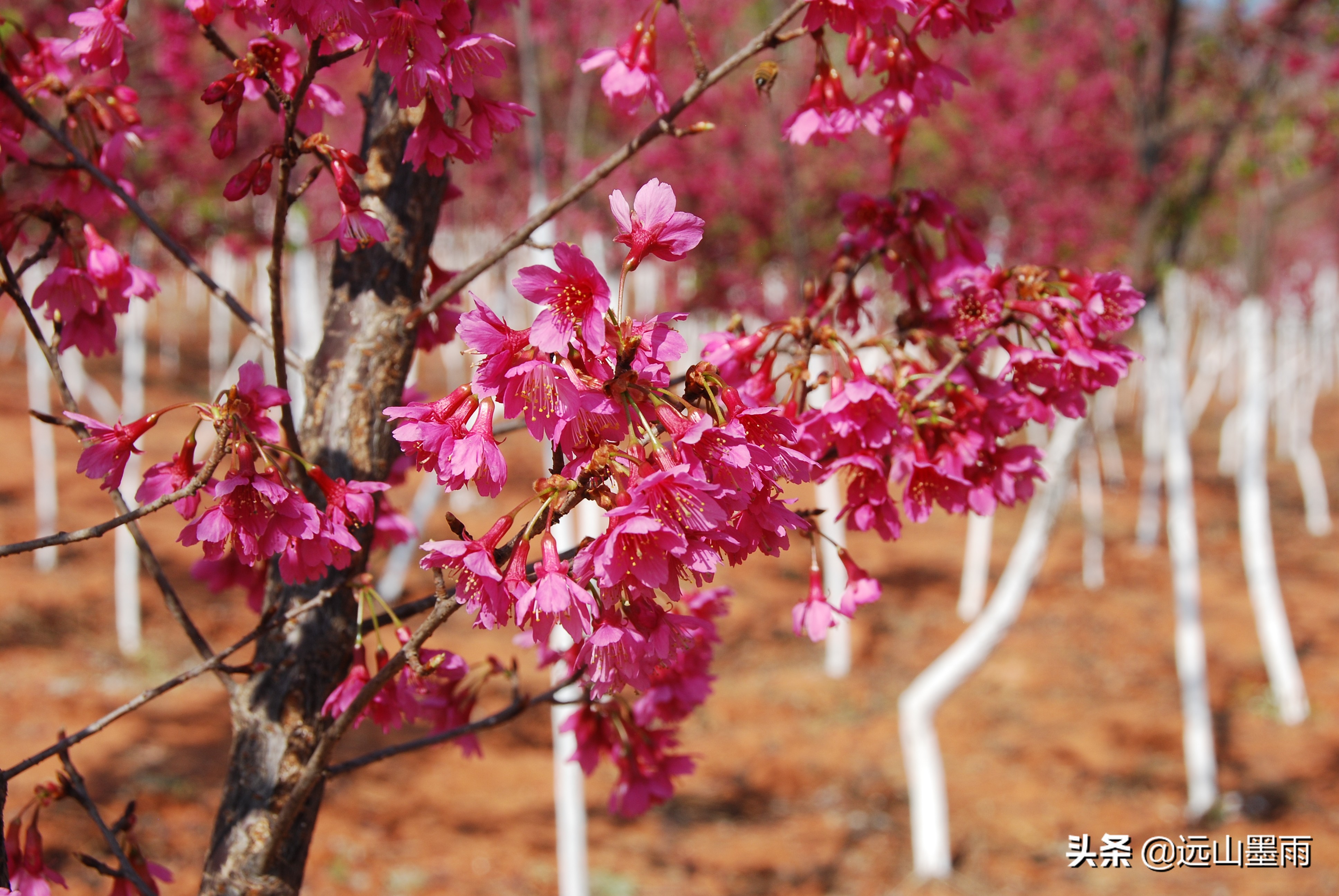 In Kunming, where to enjoy cherry blossoms in early spring and February ...