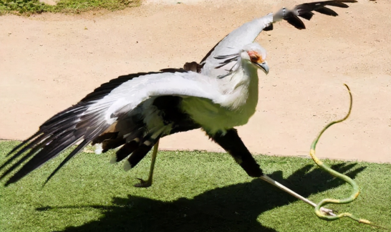 Counting the natural enemies of snakes, venomous snakes have no ability ...