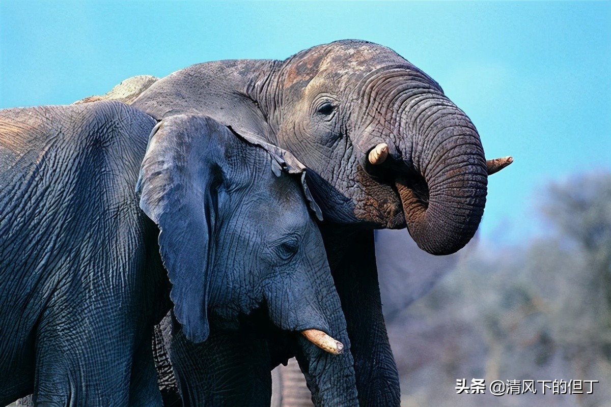Why don't people get ivory from old dead elephants instead of hunting ...