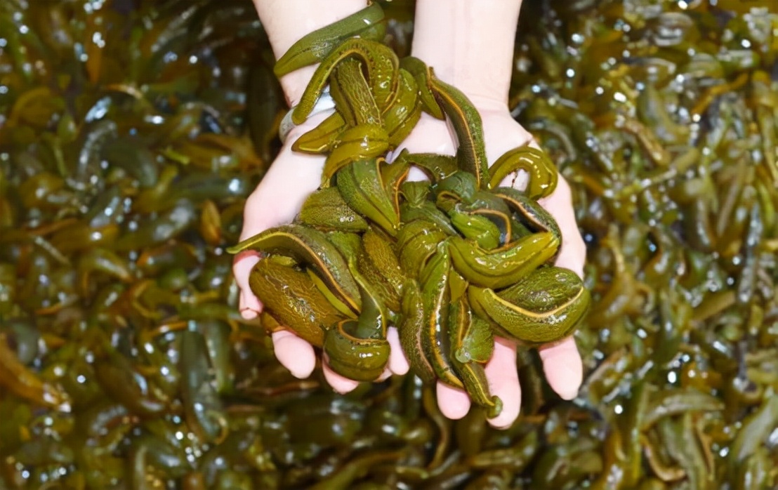 Can leeches survive in the human body for a long time?A 5-year-old boy ...