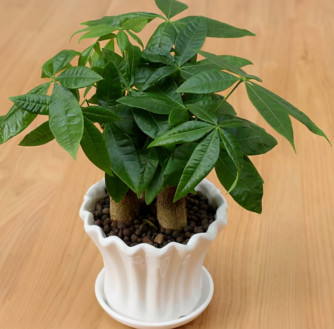 Do you cultivate a fortune tree? Here to teach you the "evergreen ...