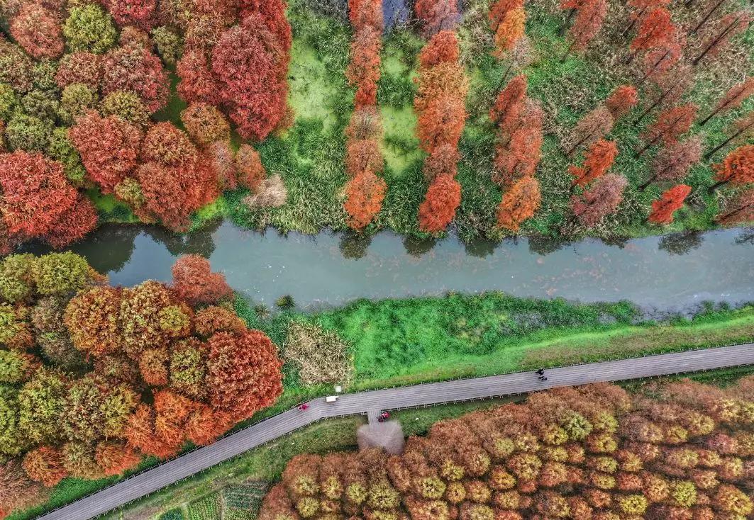 The autumn of Shanghainese is so enviable for the people of Shanghai ...