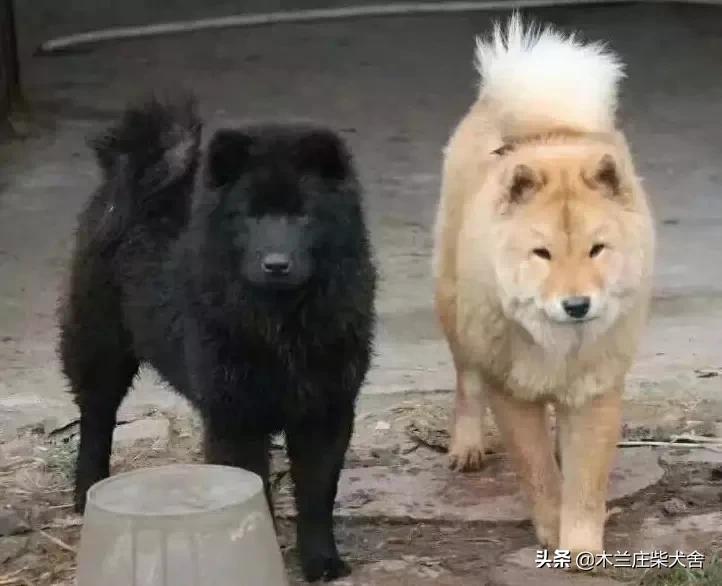 Not every Chinese pastoral dog is called "Tang Dog" - iNEWS