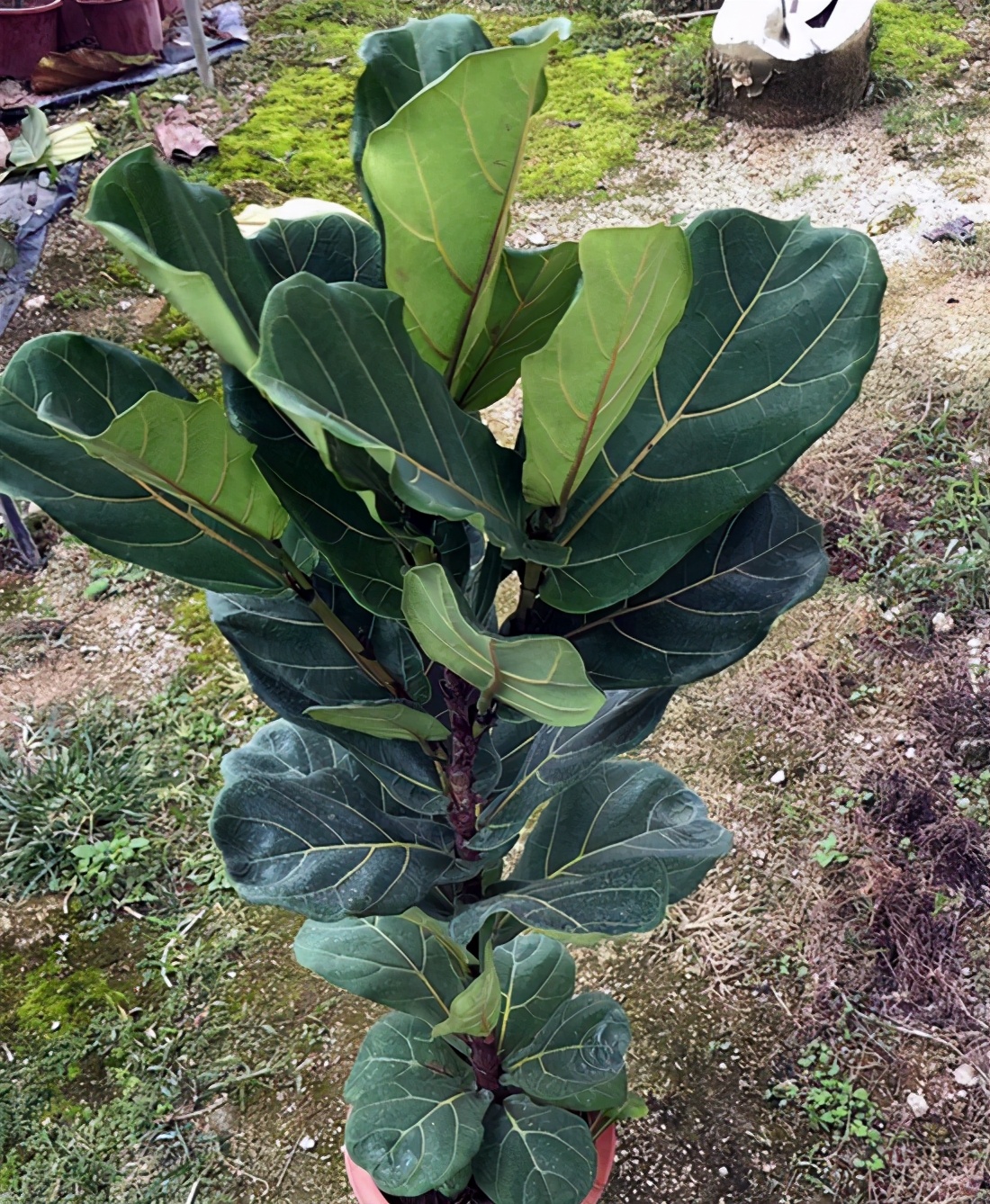 What are the benefits of the pruning of Qin Yerong? When is it suitable ...