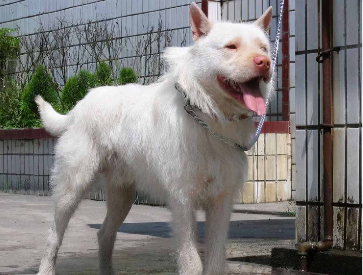 The four famous Chinese dogs that have been forgotten, the influence of ...
