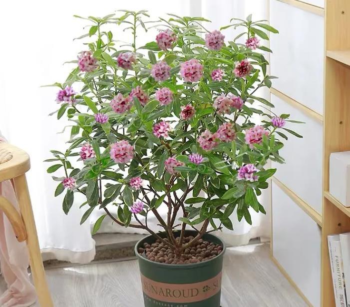 Once the white dew is over and the coldness grows, it's time to raise a ...