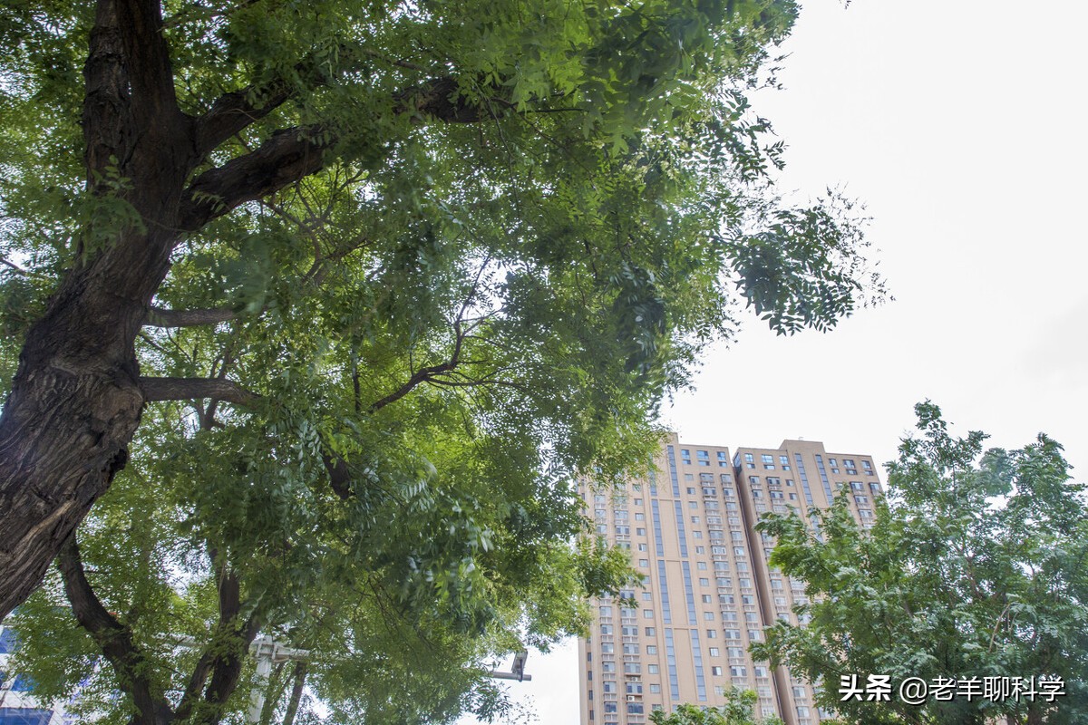 Crazy acacia: PK 3000-year-old Chinese acacia, can it come from behind ...