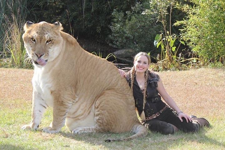 Liger vs tiger lion, who is the most powerful hybrid cat? - iNEWS