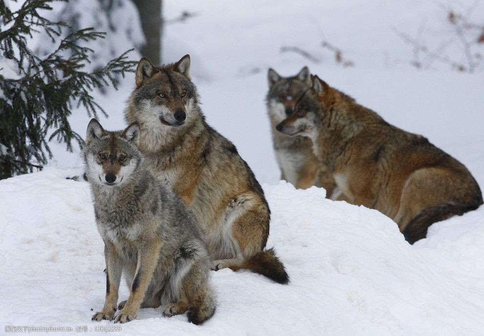 The wolf hunting encounters a bison, and more than 20 wolves trick a ...