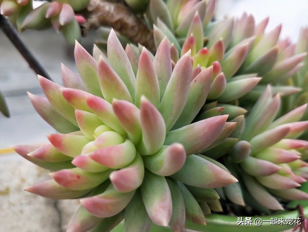 There are 3 key points to keep in mind when raising succulent Thousand ...