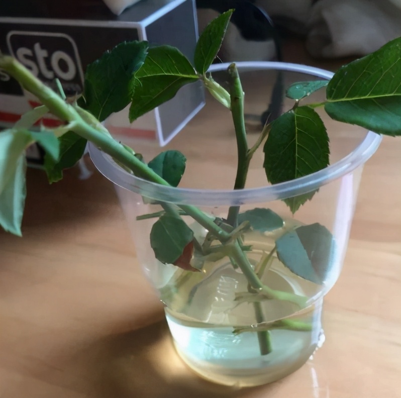 "Rooting water" is used for cutting plants. There are two ways to ...