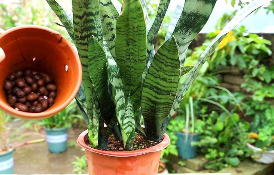 Raise tiger piran in August, feed 1 kind of fertilizer, new leaves will ...