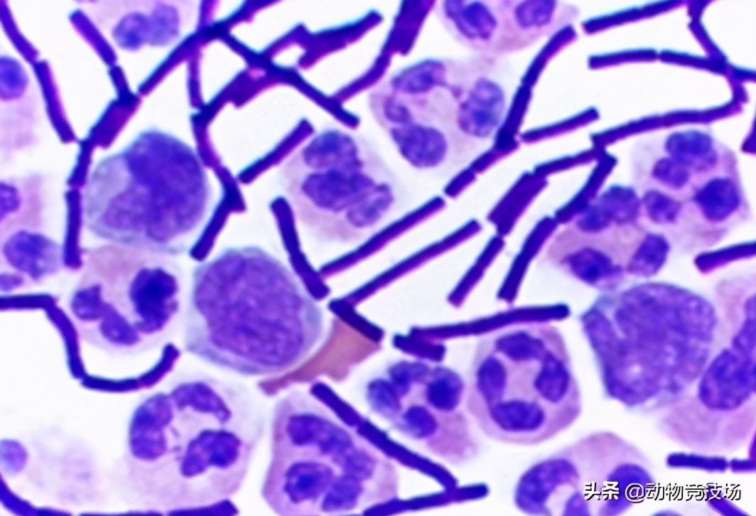 Flying for three days without landing, the stomach acid is strong ...