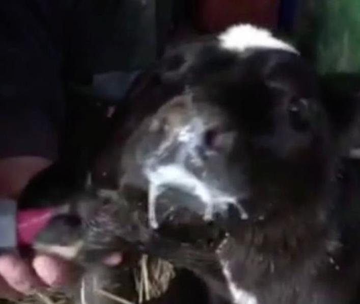 There are two-headed cow cubs in North Macedonia with 4 eyes and 2 ...