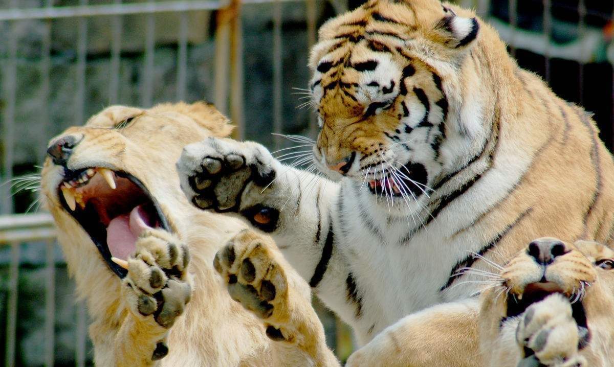 Did Wu Song really beat a tiger?Tiger: Let me go down with this punch ...