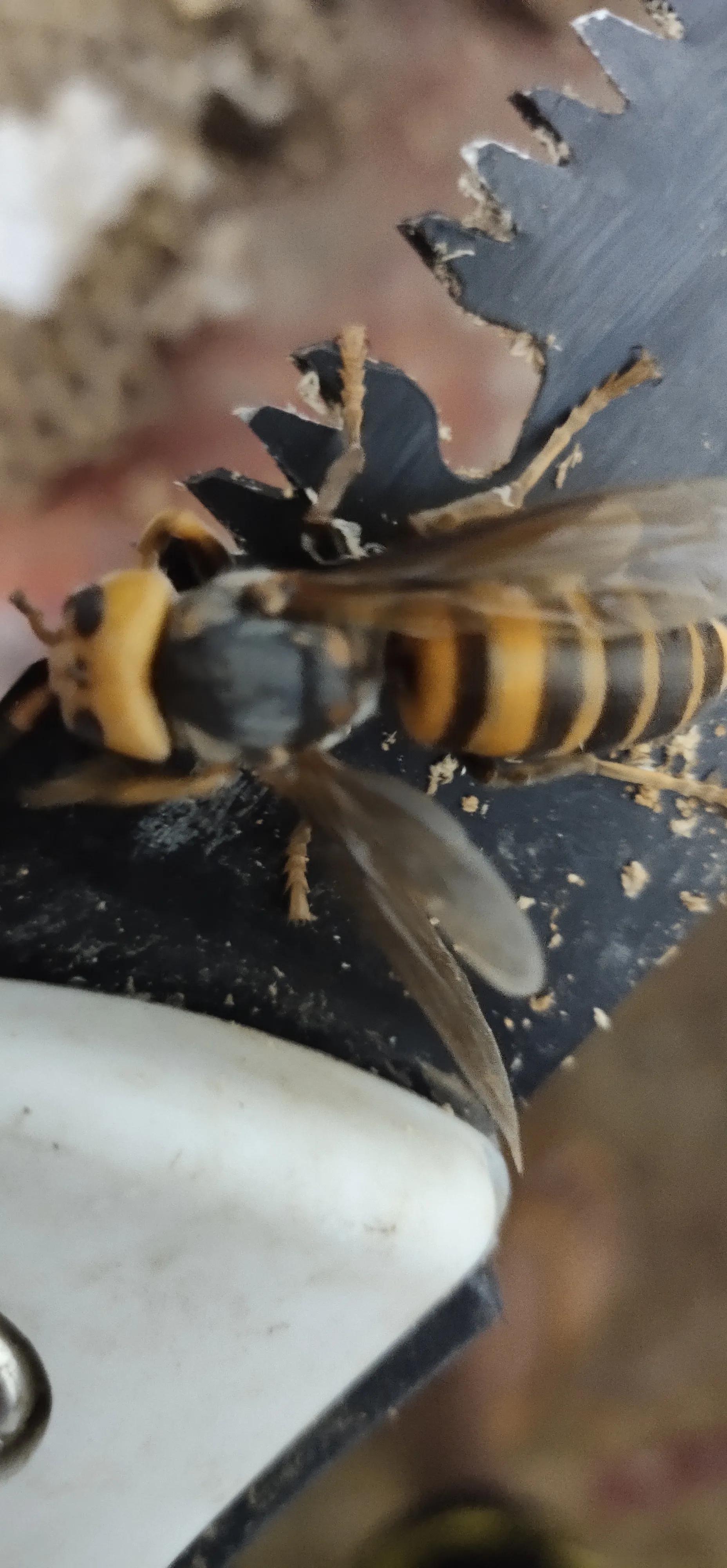 Is this a bumblebee so scary? - iNEWS