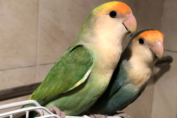 All the species of peony parrots, the photos are compared, you are no ...