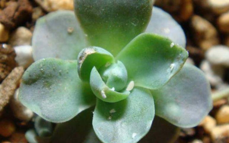 There are routines to solve the succulent scale insects. These 4 ...