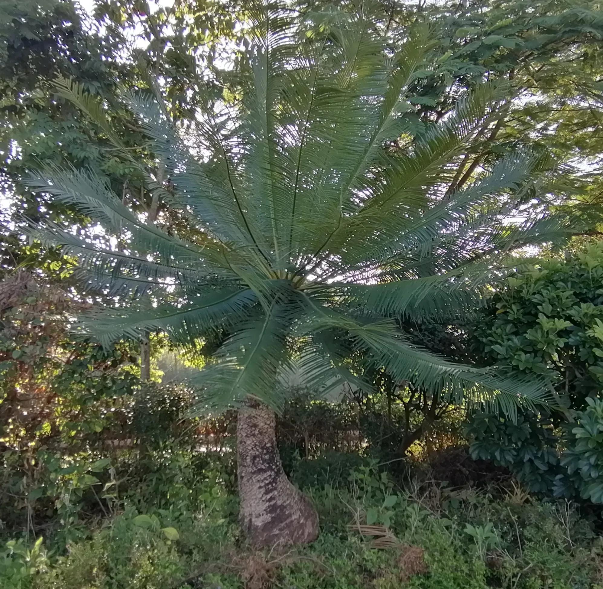 Have you ever seen iron trees bloom? - iNEWS