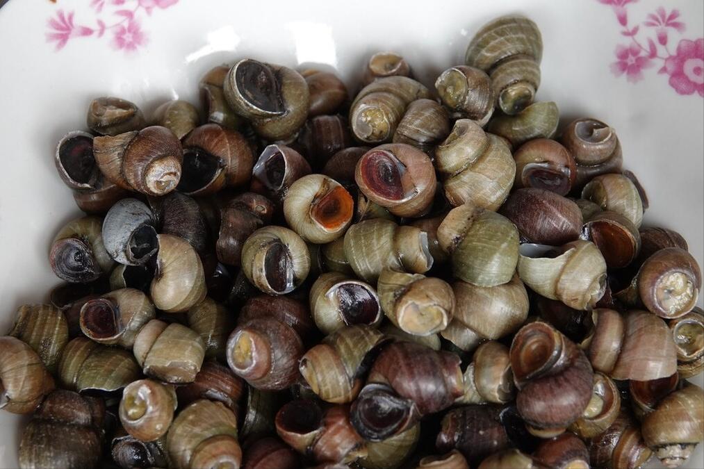 You can't just add salt to clean the snails, add 2 more, the snails ...