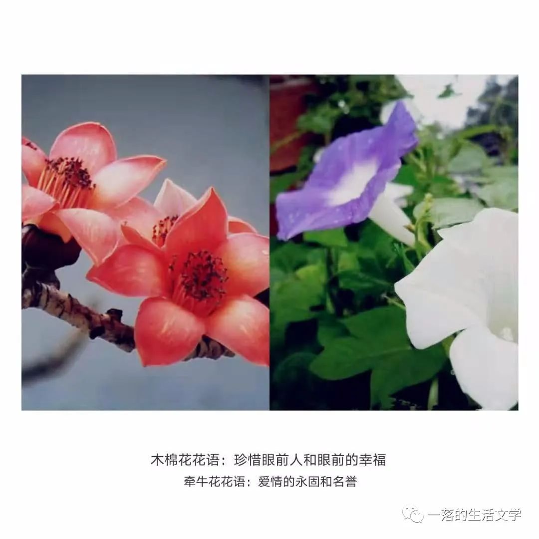 The guardian flower and dark flower of the twelve constellations - iNEWS