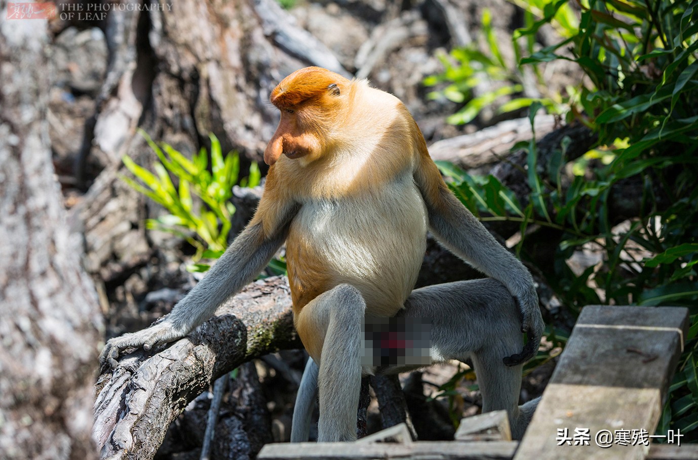 Malaysian National Treasure "Chang Nasal Monkey", known as the most ...