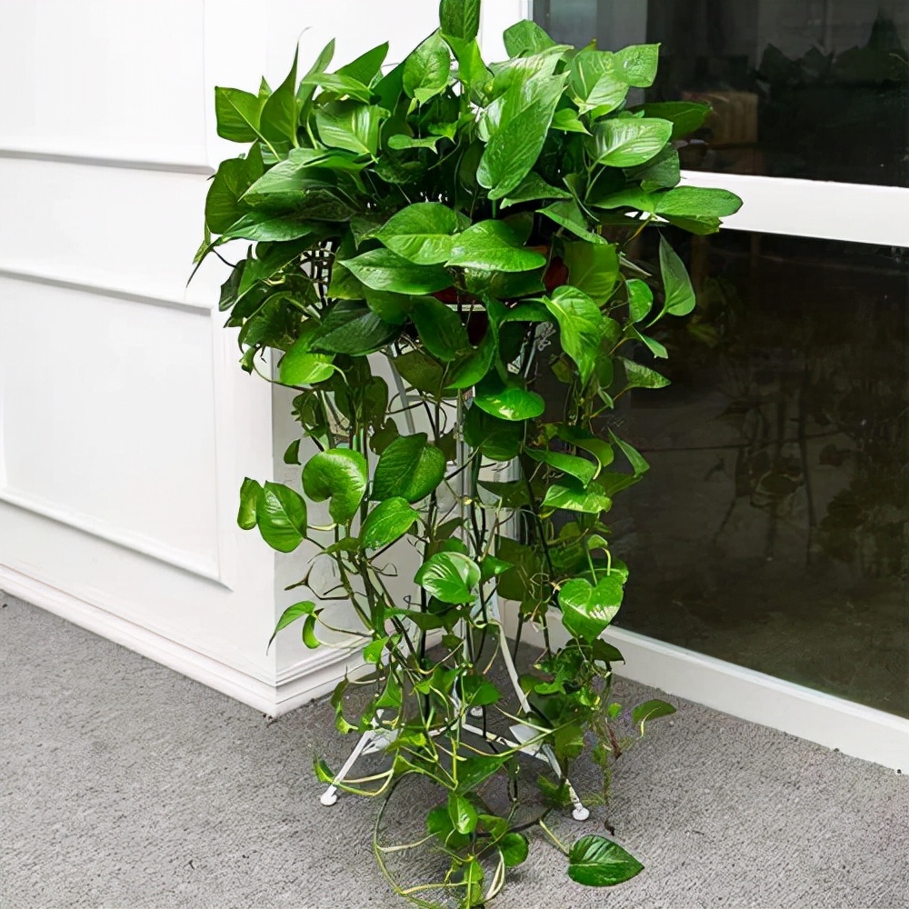 How to hydroponic green dill? - iNEWS