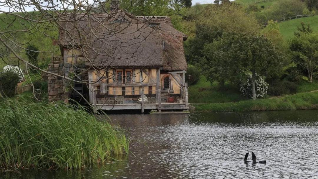 Who can believe this: In New Zealand, a seal swam into the tourist ...