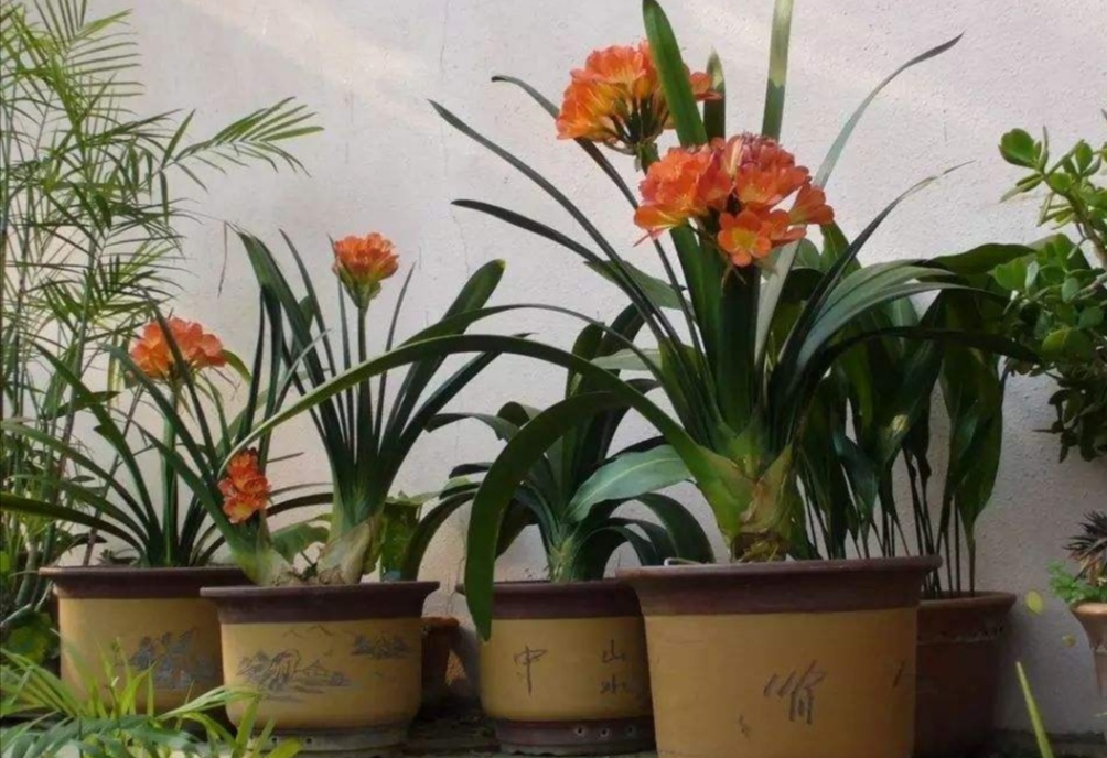 5 kinds of "rich flowers", a pot in the living room, noble and ...