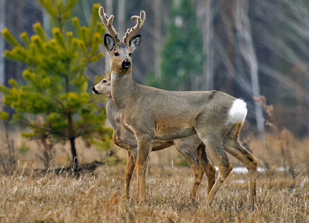 How silly is the "silly roe deer" of the Northeast sacred beast? Why is ...