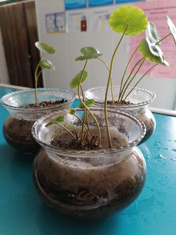 The most water-loving copper coin grass, which is better to grow ...