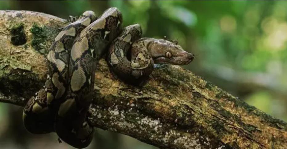 Reticulated Python: the sturdy "world's first long snake", no flesh and ...